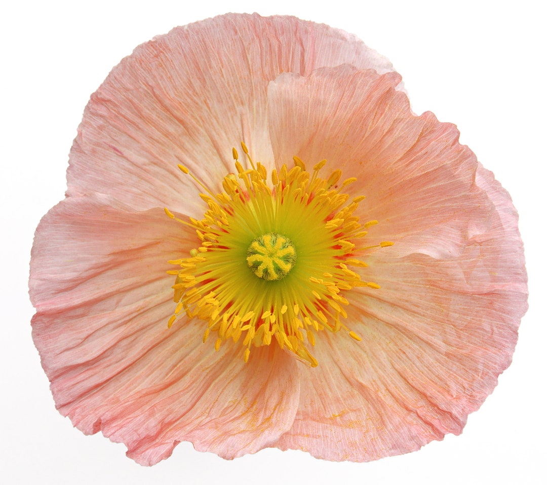 Peach Poppy Cross Stitch Pattern - Etsy