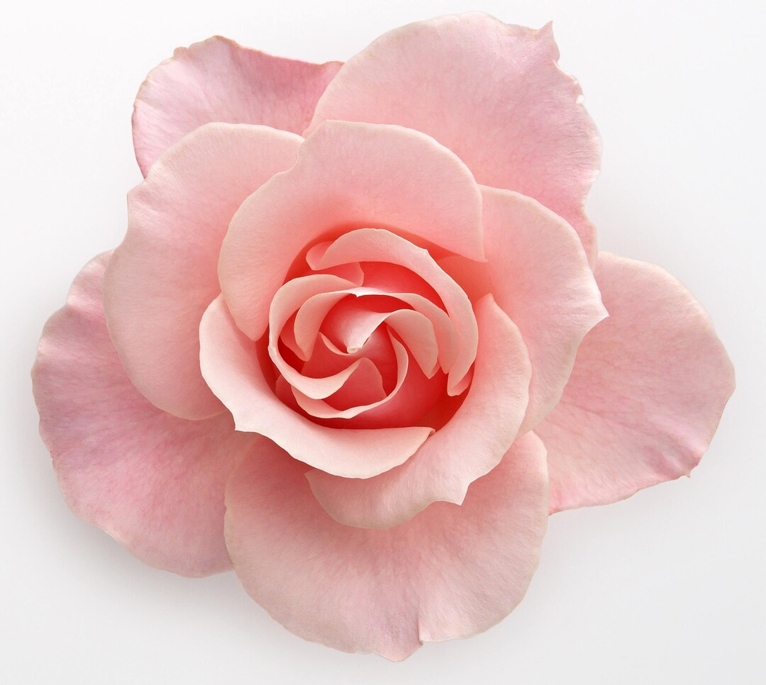 Light Pink Rose Cross Stitch Pattern - Etsy