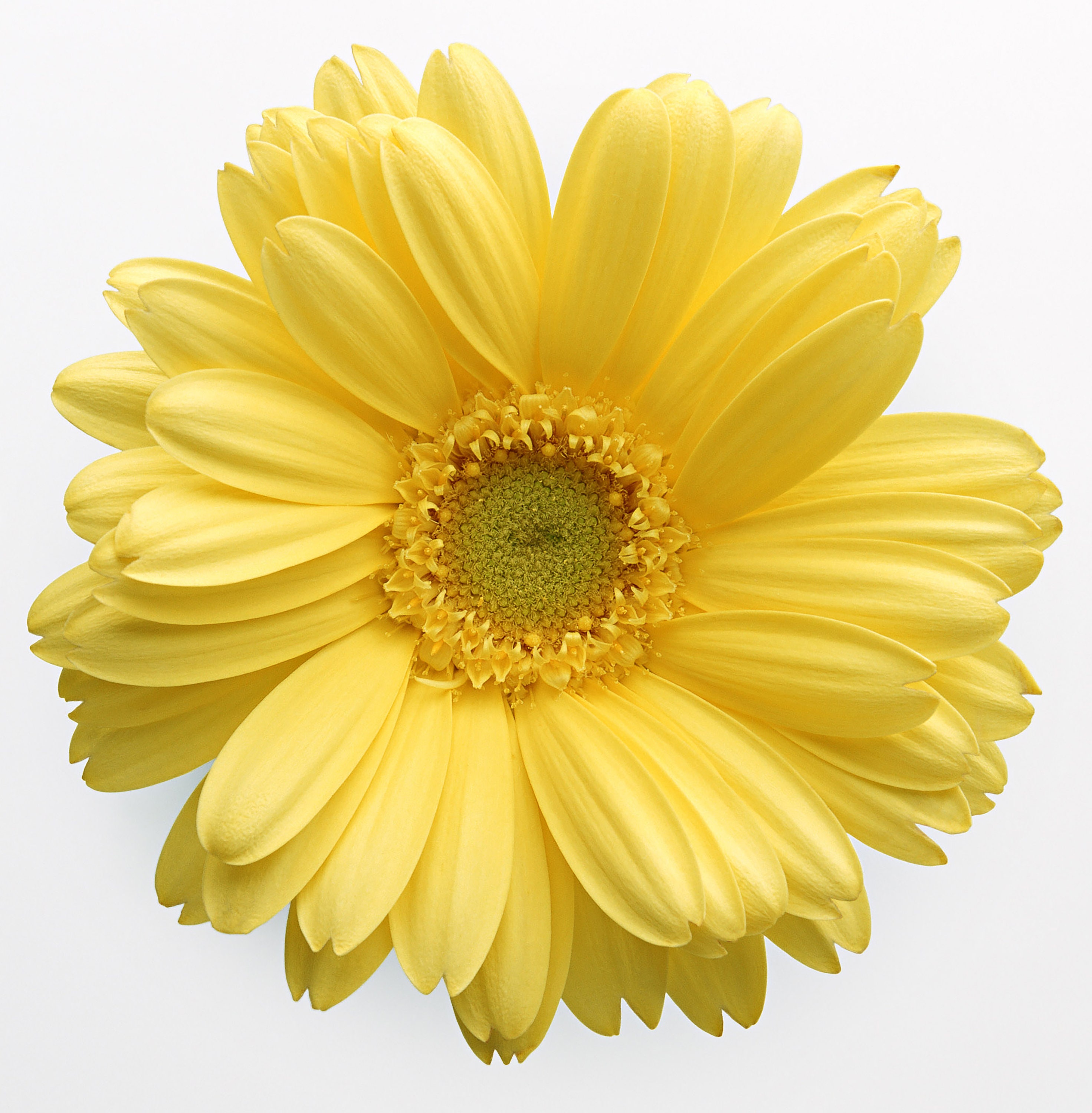 Precious Yellow Gerber Daisy Cross Stitch Pattern - Etsy