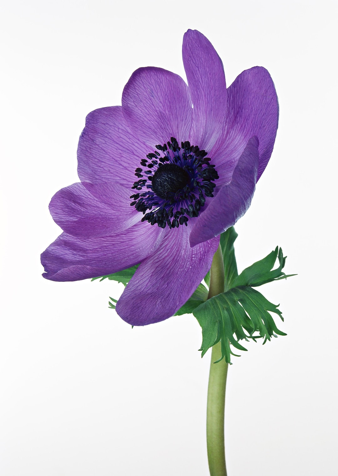 Purple Anemone Cross Stitch Pattern - Etsy