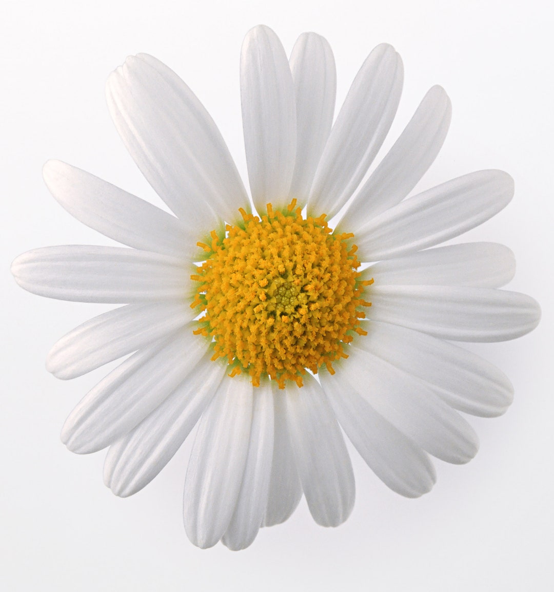 White Gerber Daisy Cross Stitch Pattern - Etsy