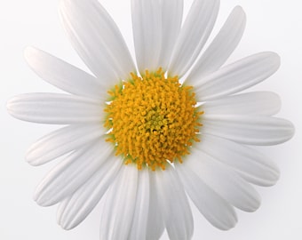 Precious Yellow Gerber Daisy Cross Stitch Pattern | Etsy