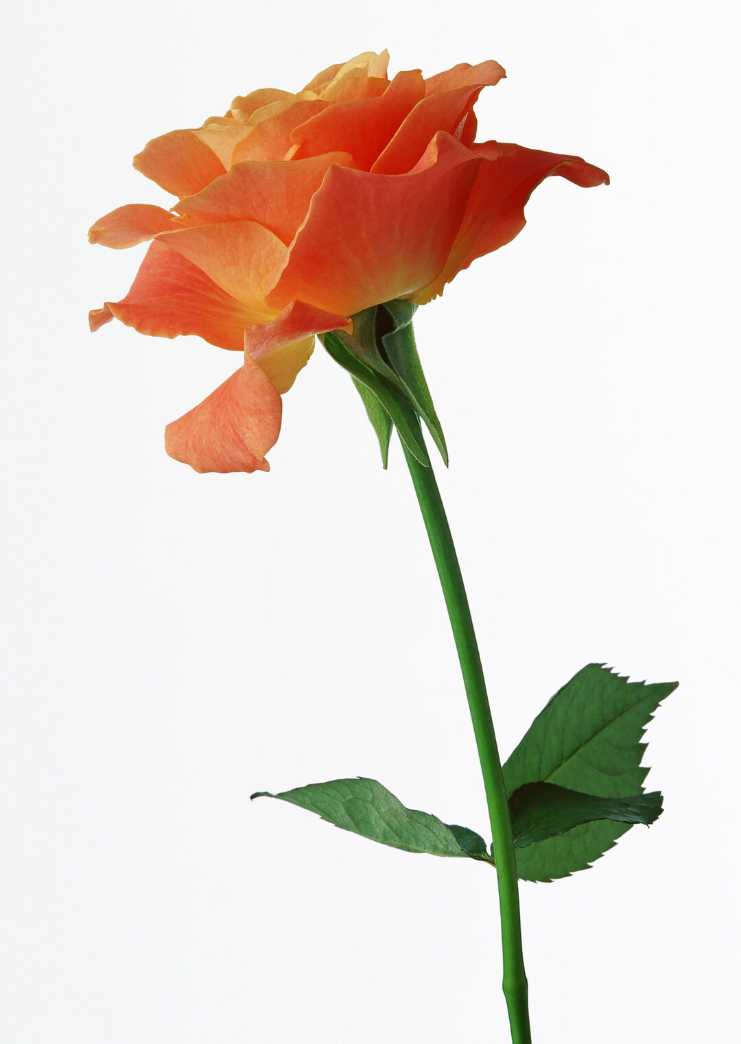 Peach Rose Stem Cross Stitch Pattern - Etsy