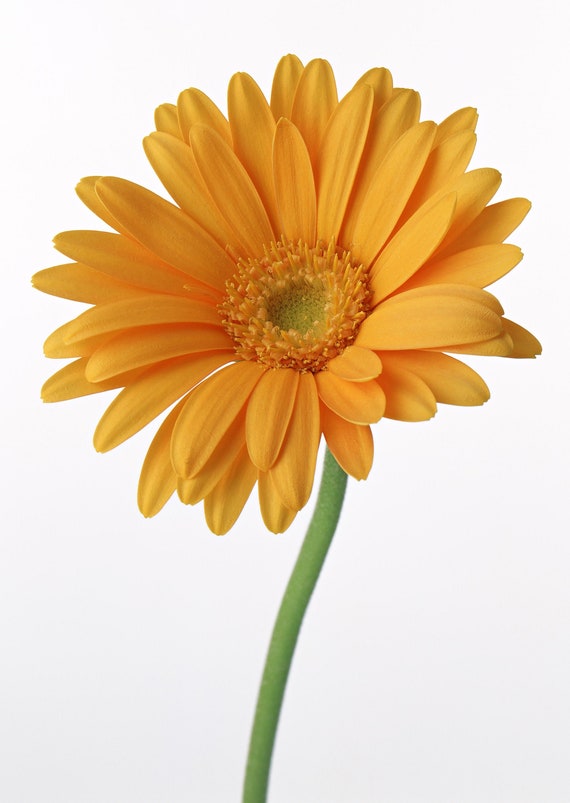 Golden Gerber Daisy Cross Stitch Pattern | Etsy