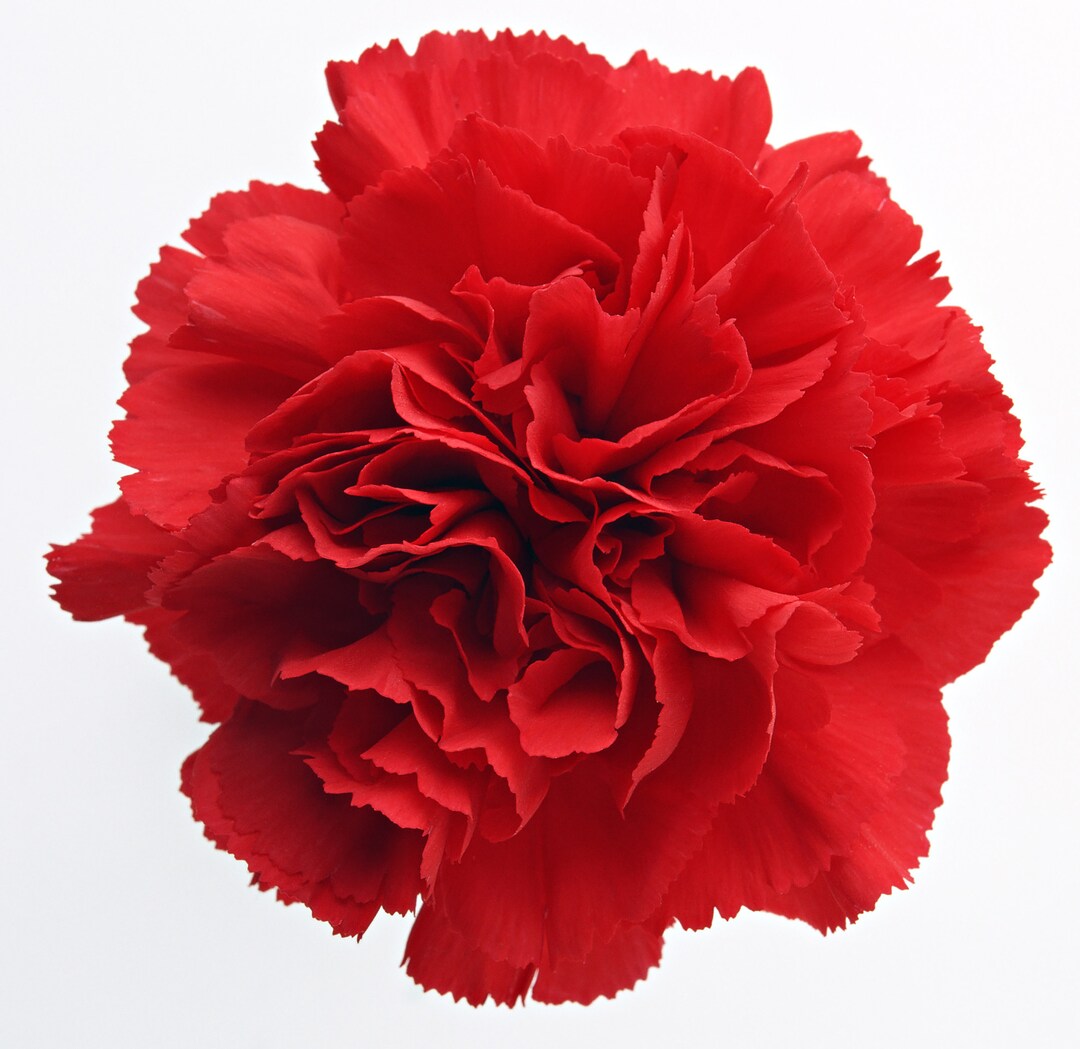 Red Carnation Cross Stitch Pattern (DE055) - Etsy