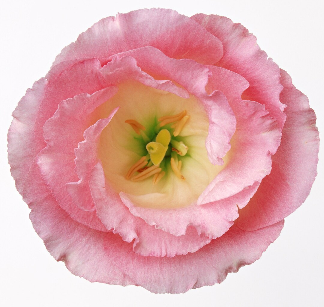 Pink Corn Poppy Cross Stitch Pattern - Etsy