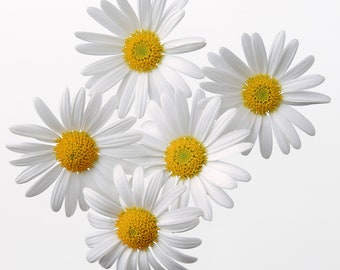 White Gerber Daisy Cross Stitch Pattern | Etsy