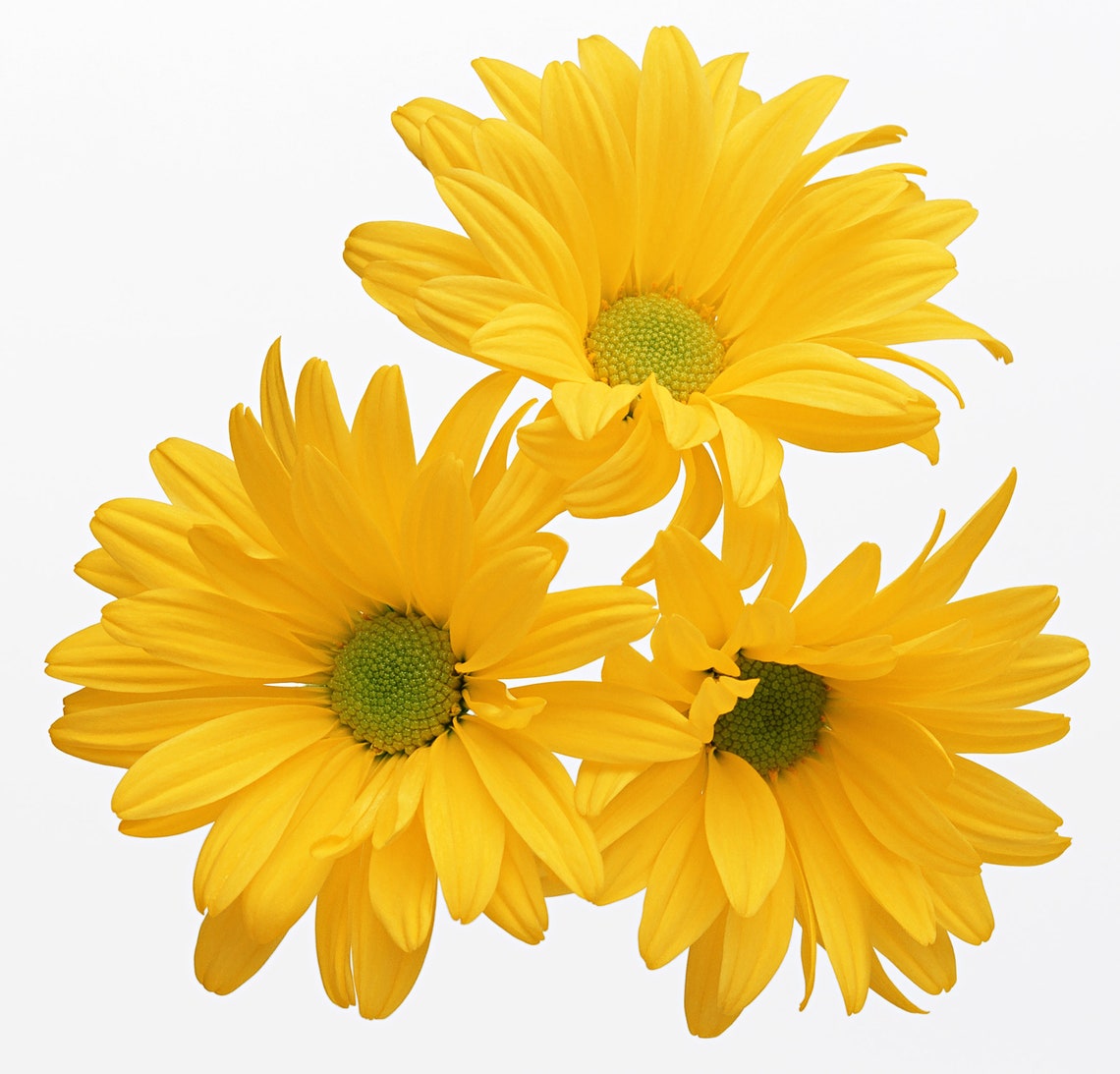 Yellow Oxeye Daisy Trio Cross Stitch Pattern - Etsy