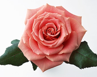 Light Pink Rose Cross Stitch Pattern | Etsy