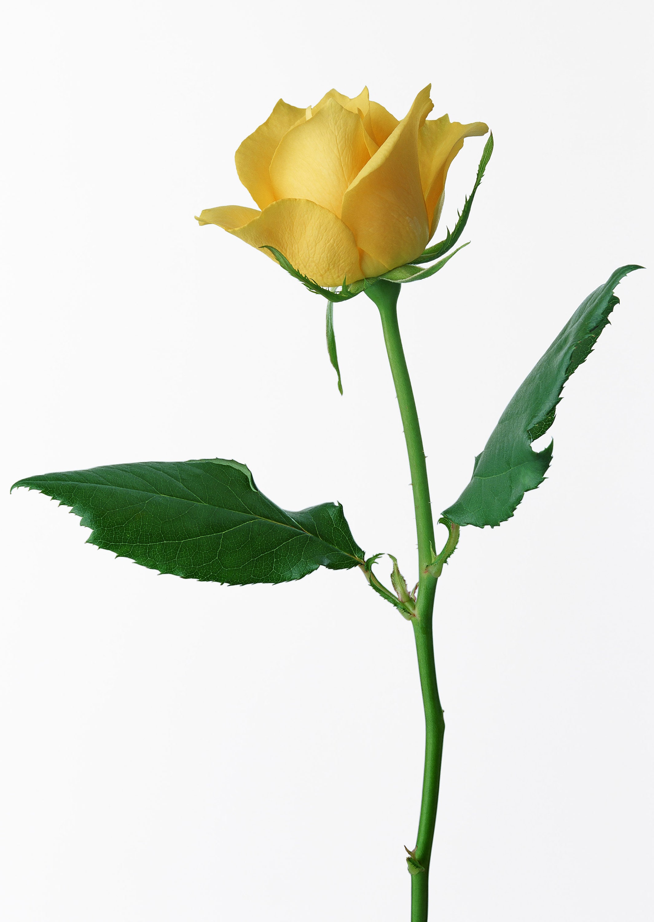Yellow Rose With Stem