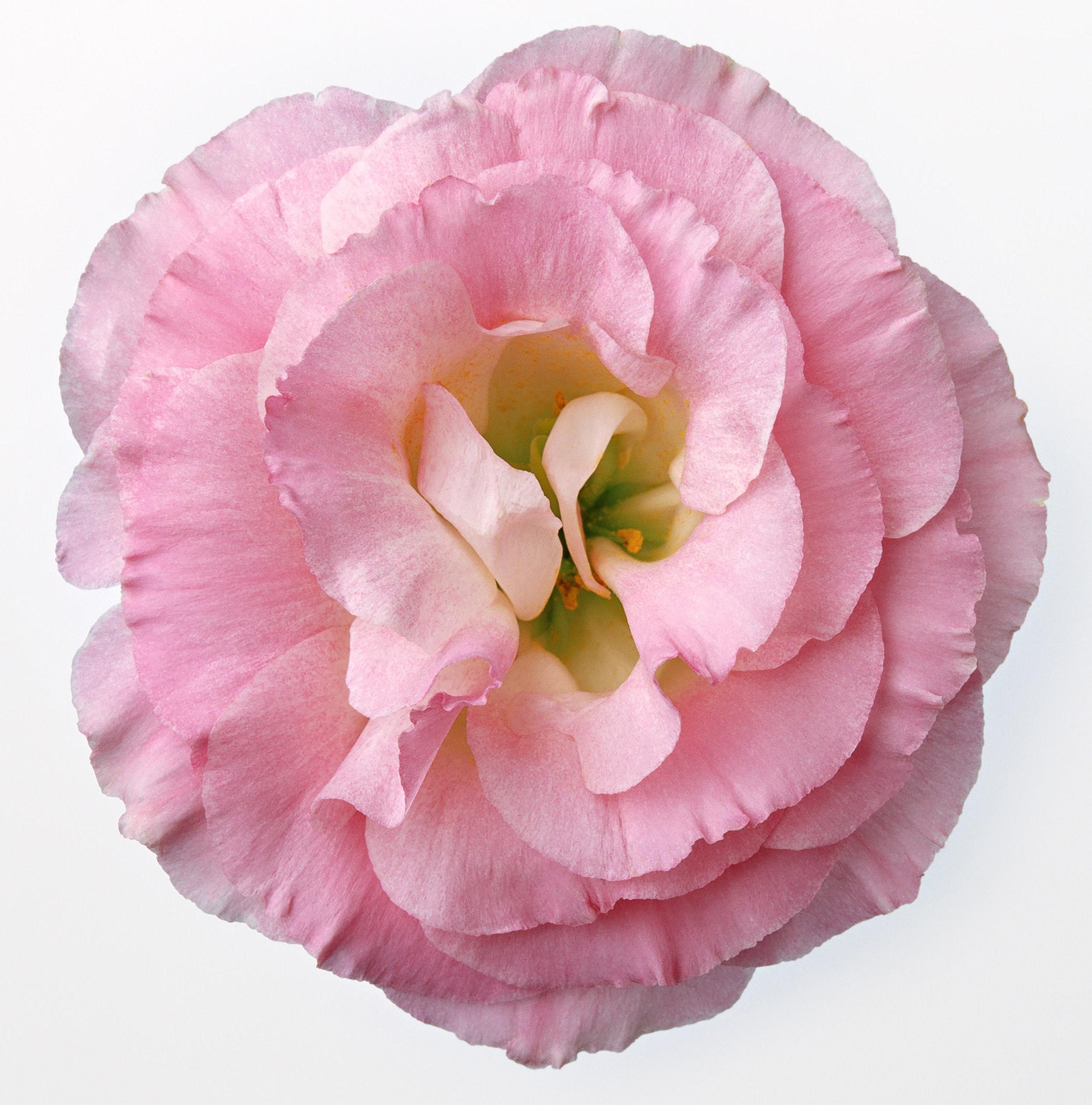 Pink Poppy Cross Stitch Pattern - Etsy
