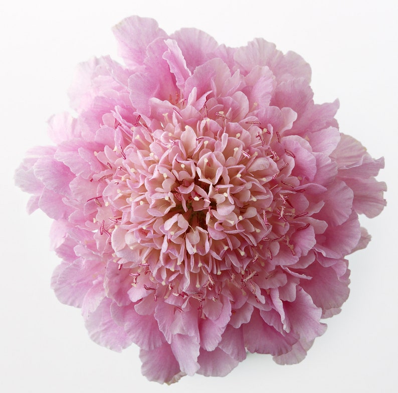 Pink Carnation Cross Stitch Pattern - Etsy