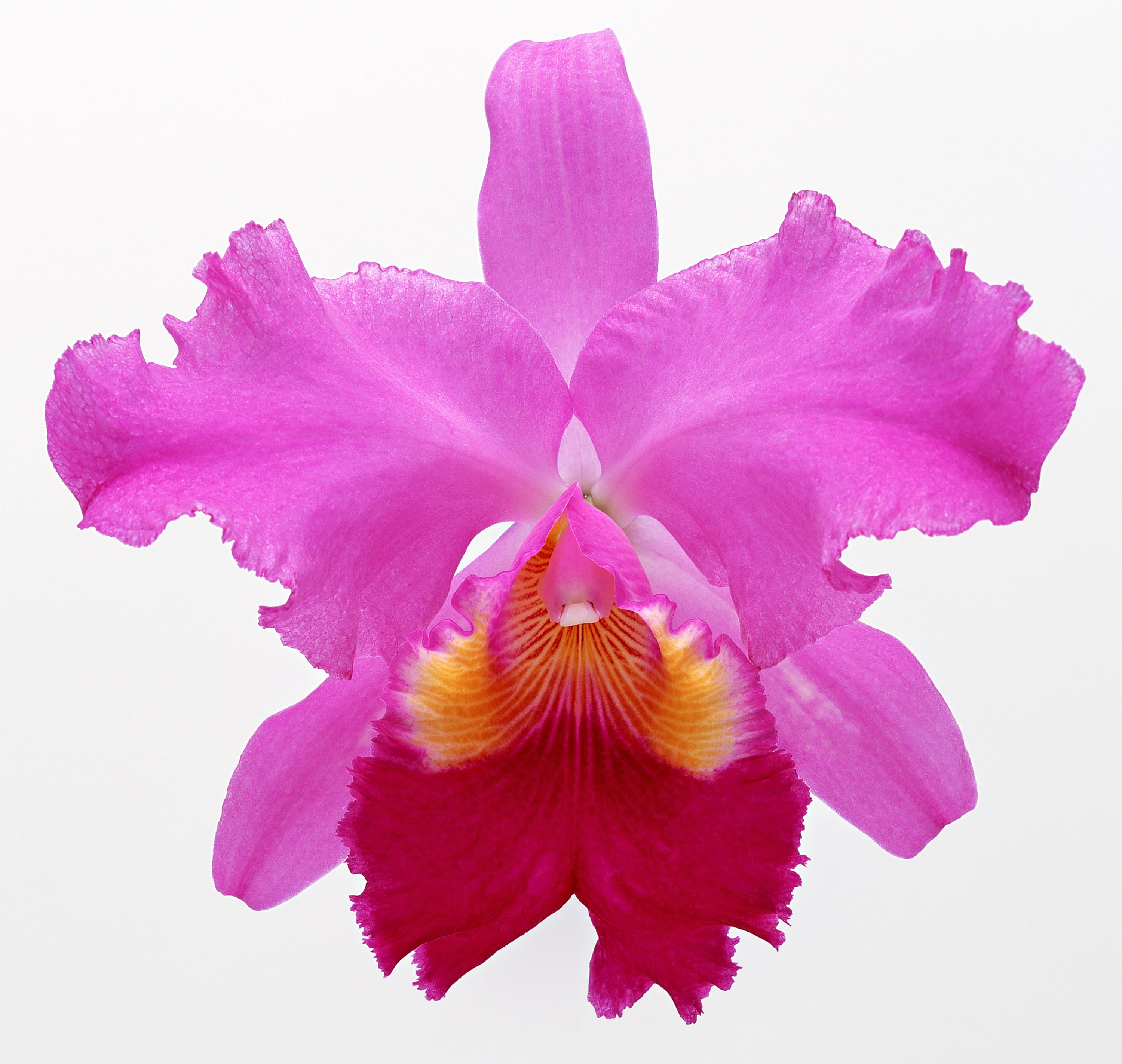 Multicolor Cattleya Orchid Cross Stitch Pattern - Etsy
