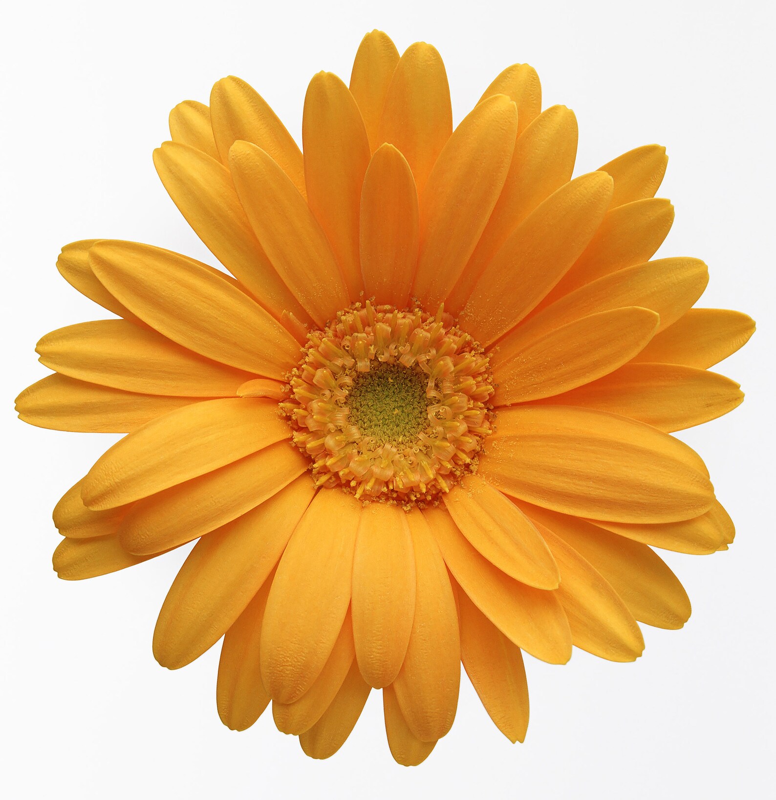 Yellow Gerber Daisy Cross Stitch Pattern - Etsy