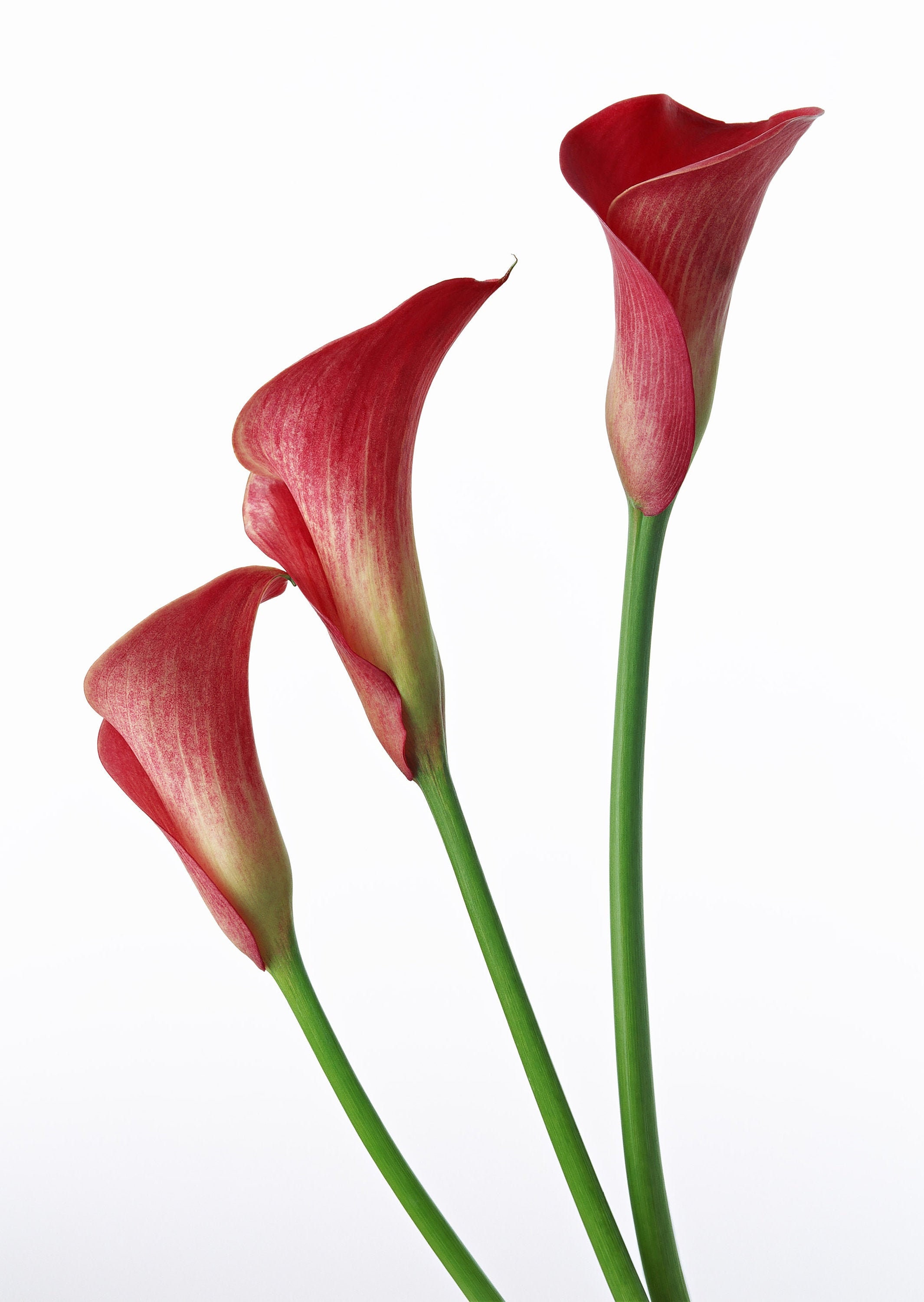 Red Calla Lily Trio Cross Stitch Pattern - Etsy