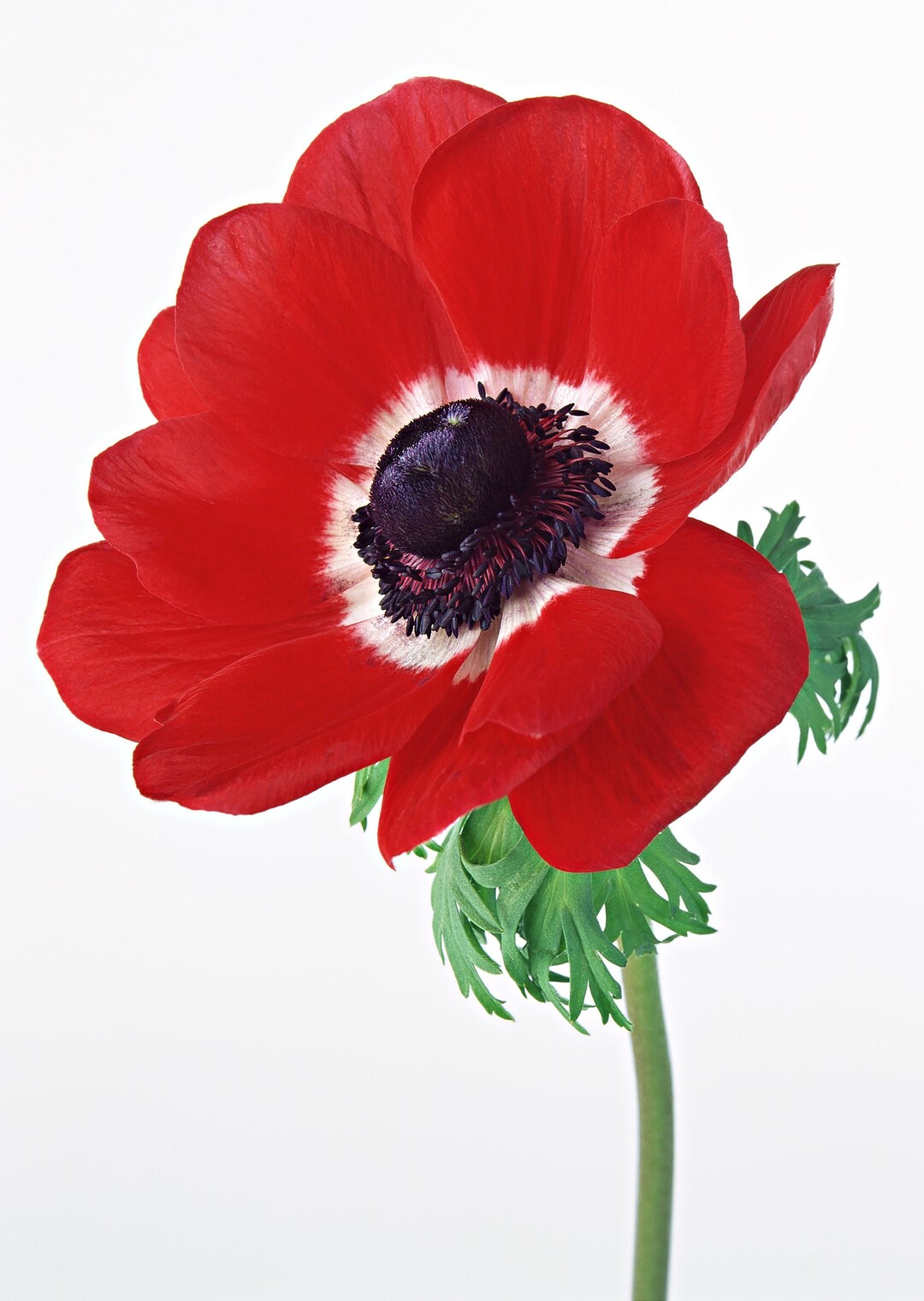 Red Anemone Cross Stitch Pattern - Etsy
