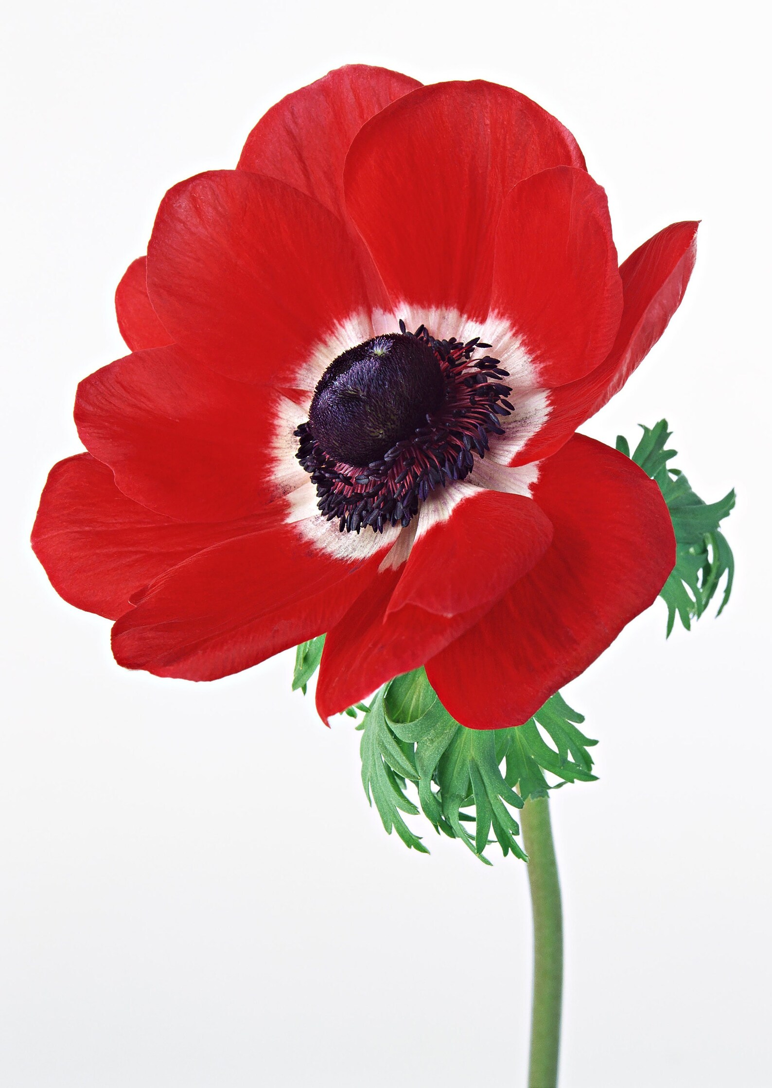 Red Anemone Cross Stitch Pattern - Etsy