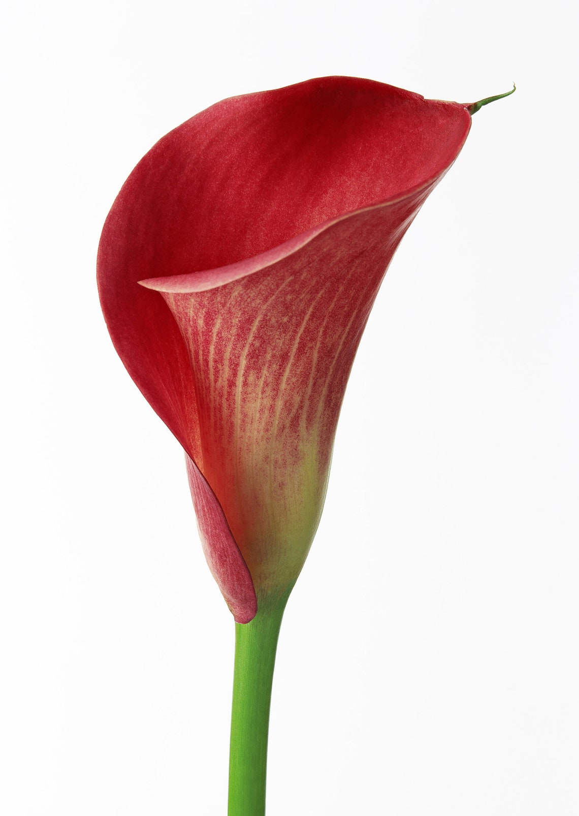 Red Calla Lily Cross Stitch Pattern - Etsy