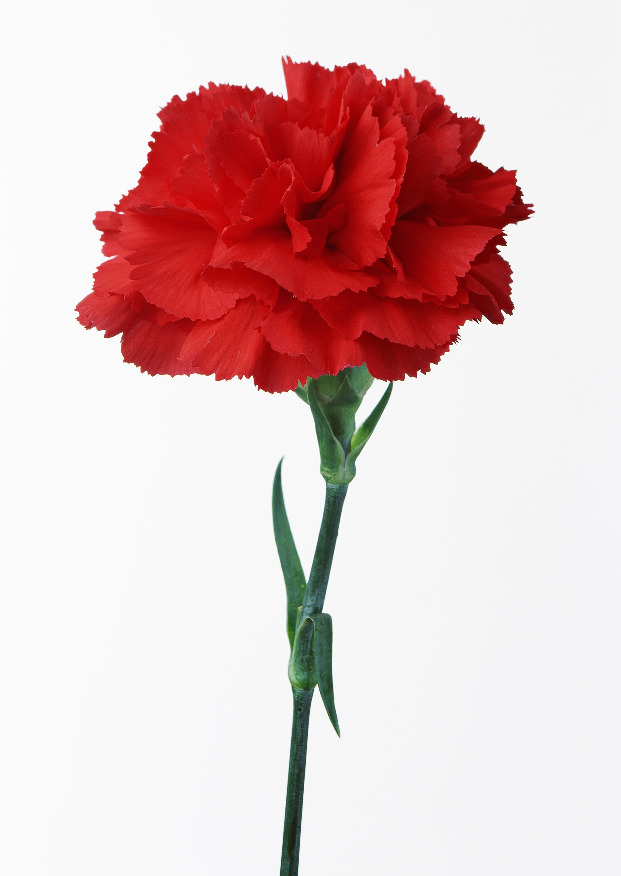 Rote Nelke Kreuzstichmuster - Etsy.de