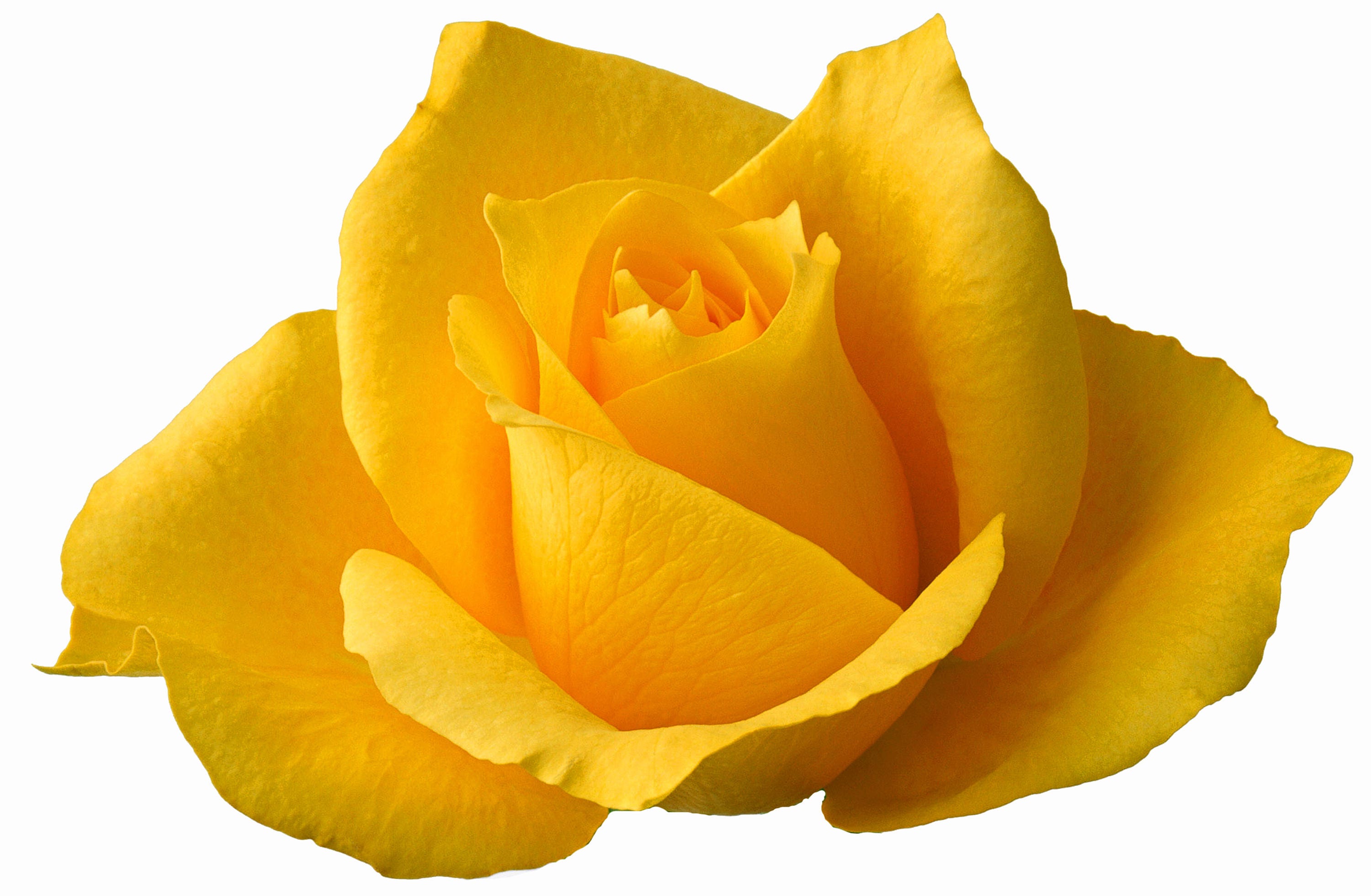 Yellow Rose Bud Cross Stitch Pattern - Etsy