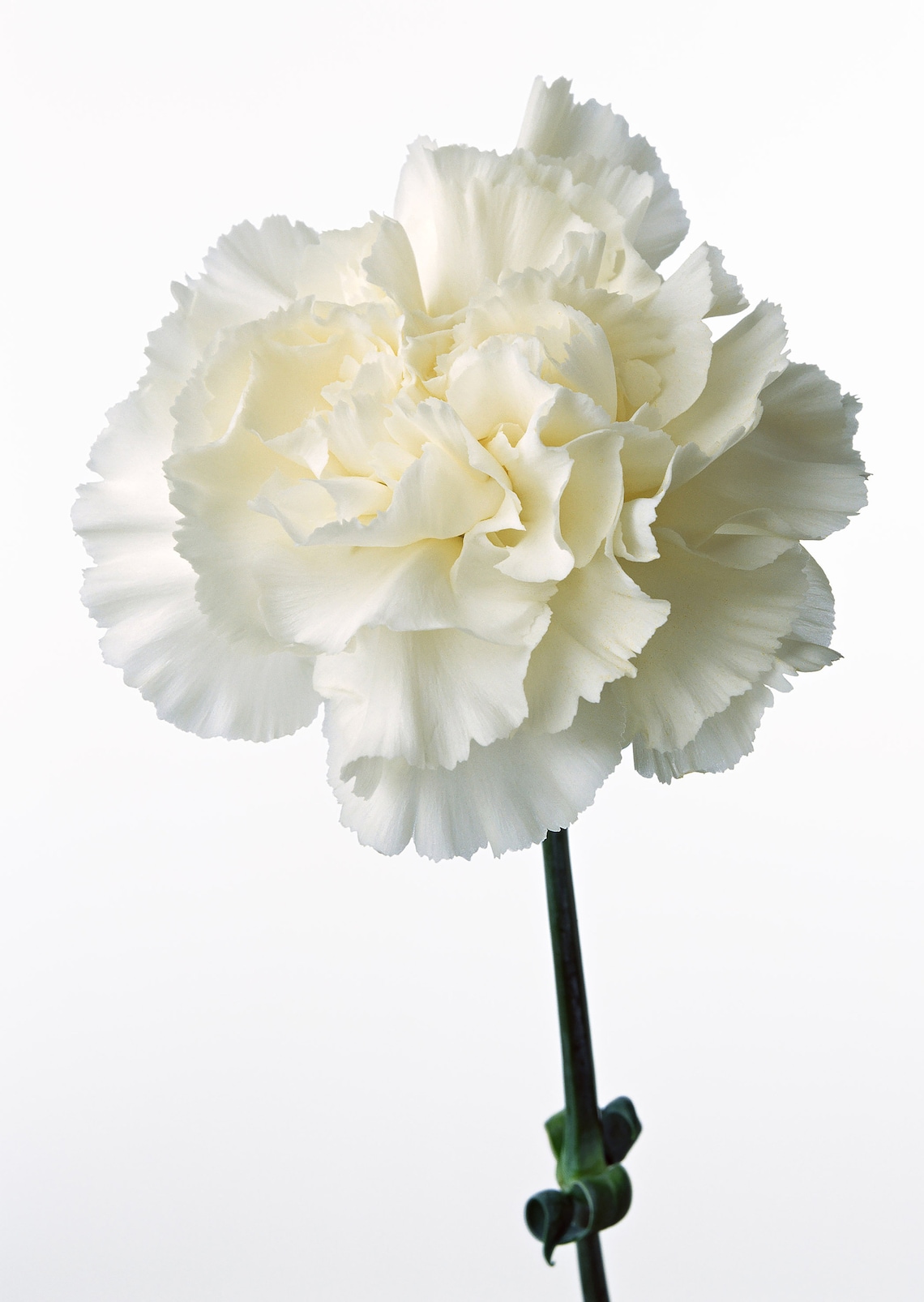 White Carnation Cross Stitch Pattern - Etsy