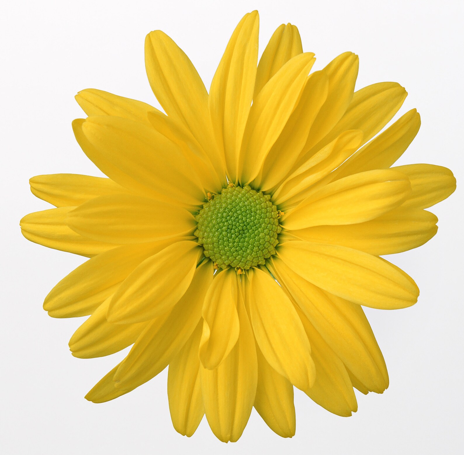 Yellow Oxeye Daisy Cross Stitch Pattern - Etsy