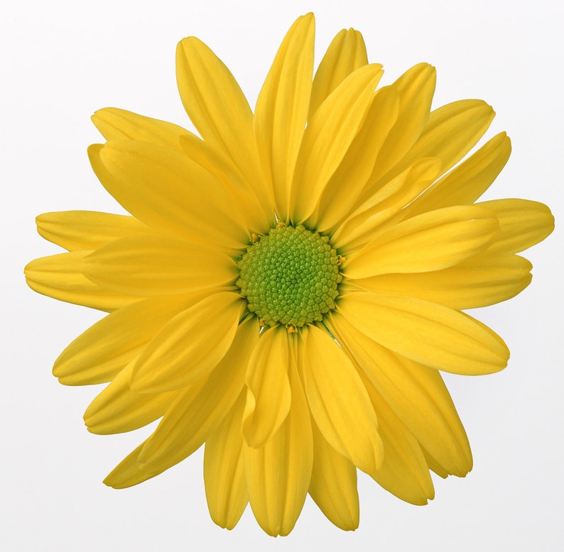 Yellow Oxeye Daisy Cross Stitch Pattern - Etsy