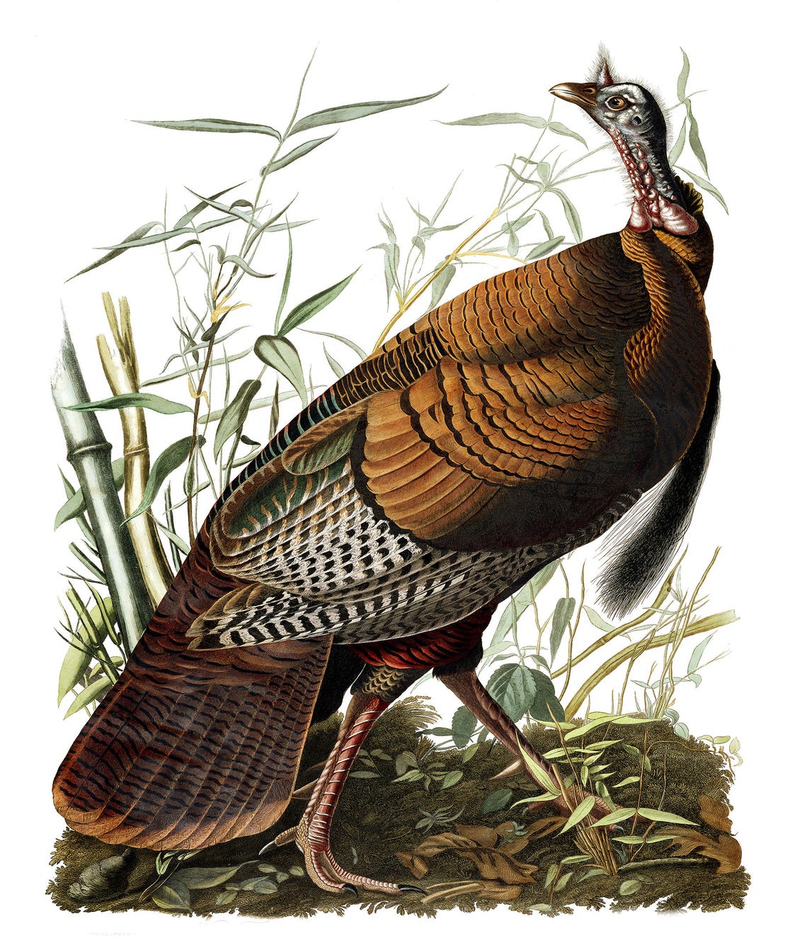 Audubon's Plate 1 Wild Turkey Cross Stitch Pattern - Etsy