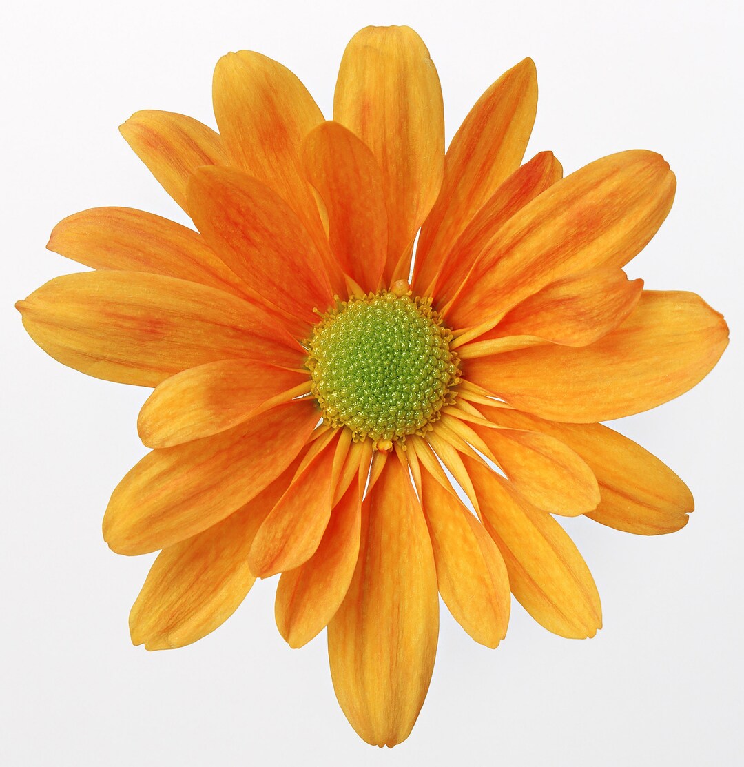 Orange Oxeye Daisy Cross Stitch Pattern - Etsy