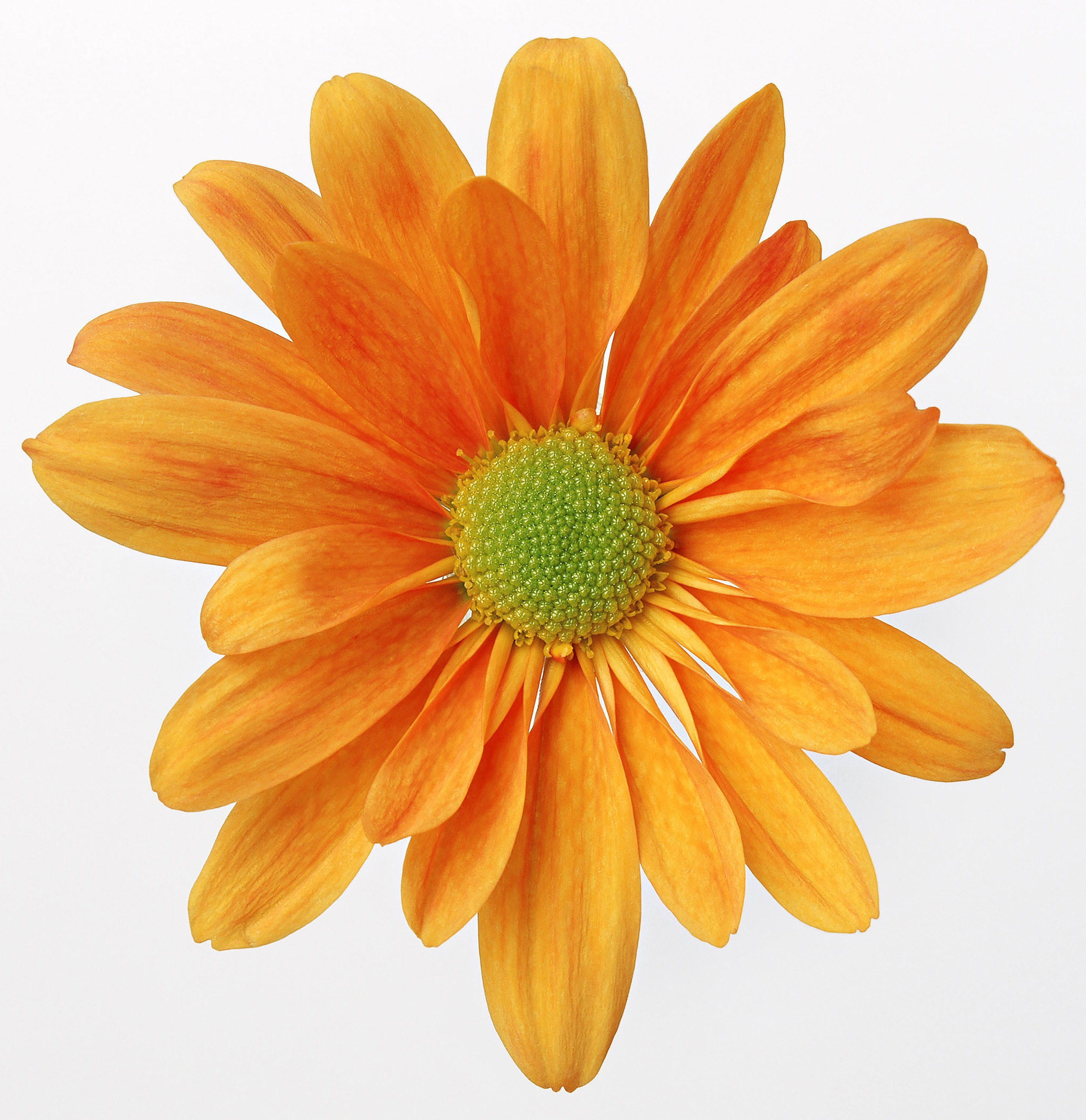 Orange Oxeye Daisy Cross Stitch Pattern - Etsy