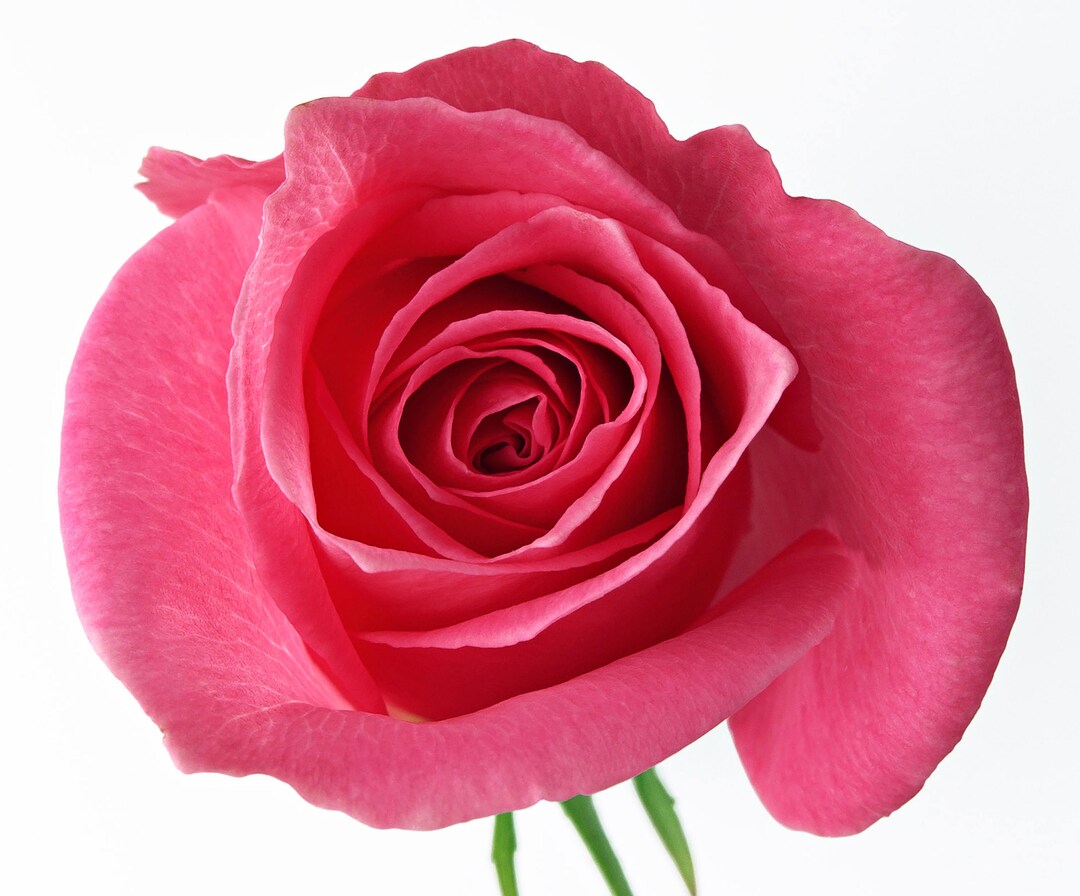 Deep Pink Rose Bud Cross Stitch Pattern - Etsy