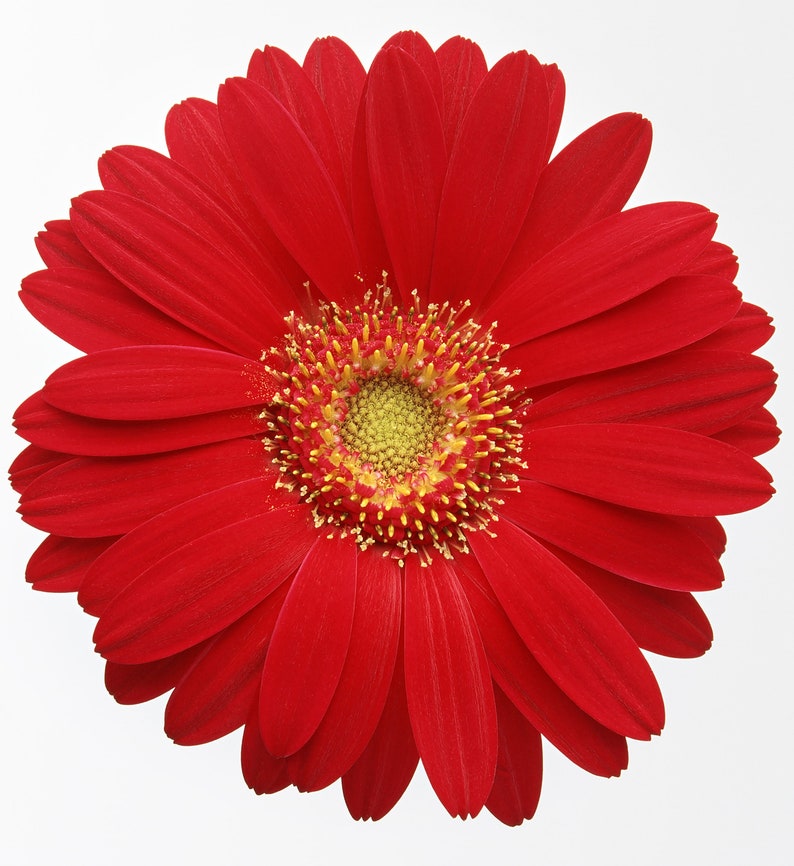 Red Gerber Daisy Cross Stitch Pattern - Etsy