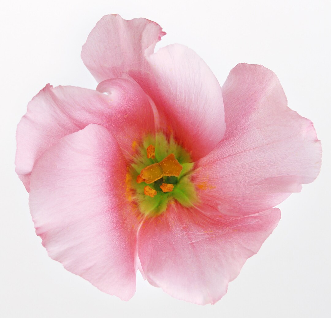 Pink Hibiscus Cross Stitch Pattern - Etsy