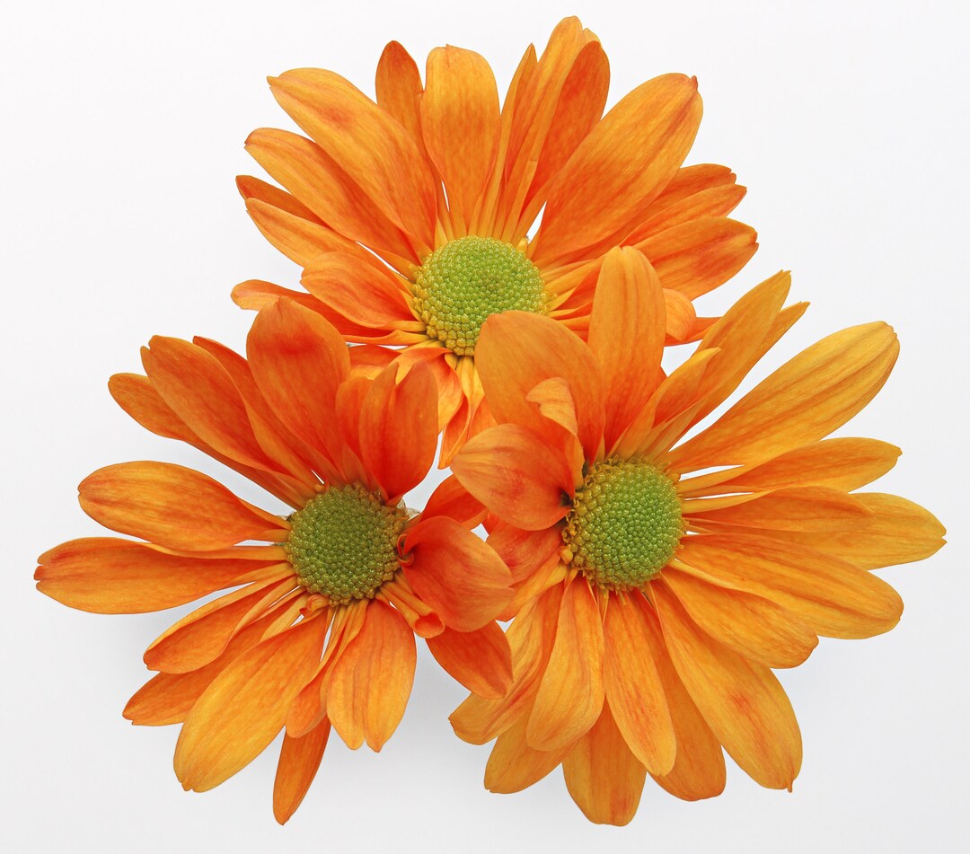 Orange Oxeye Daisy Trio Cross Stitch Pattern - Etsy