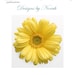 Precious Yellow Gerber Daisy Cross Stitch Pattern - Etsy
