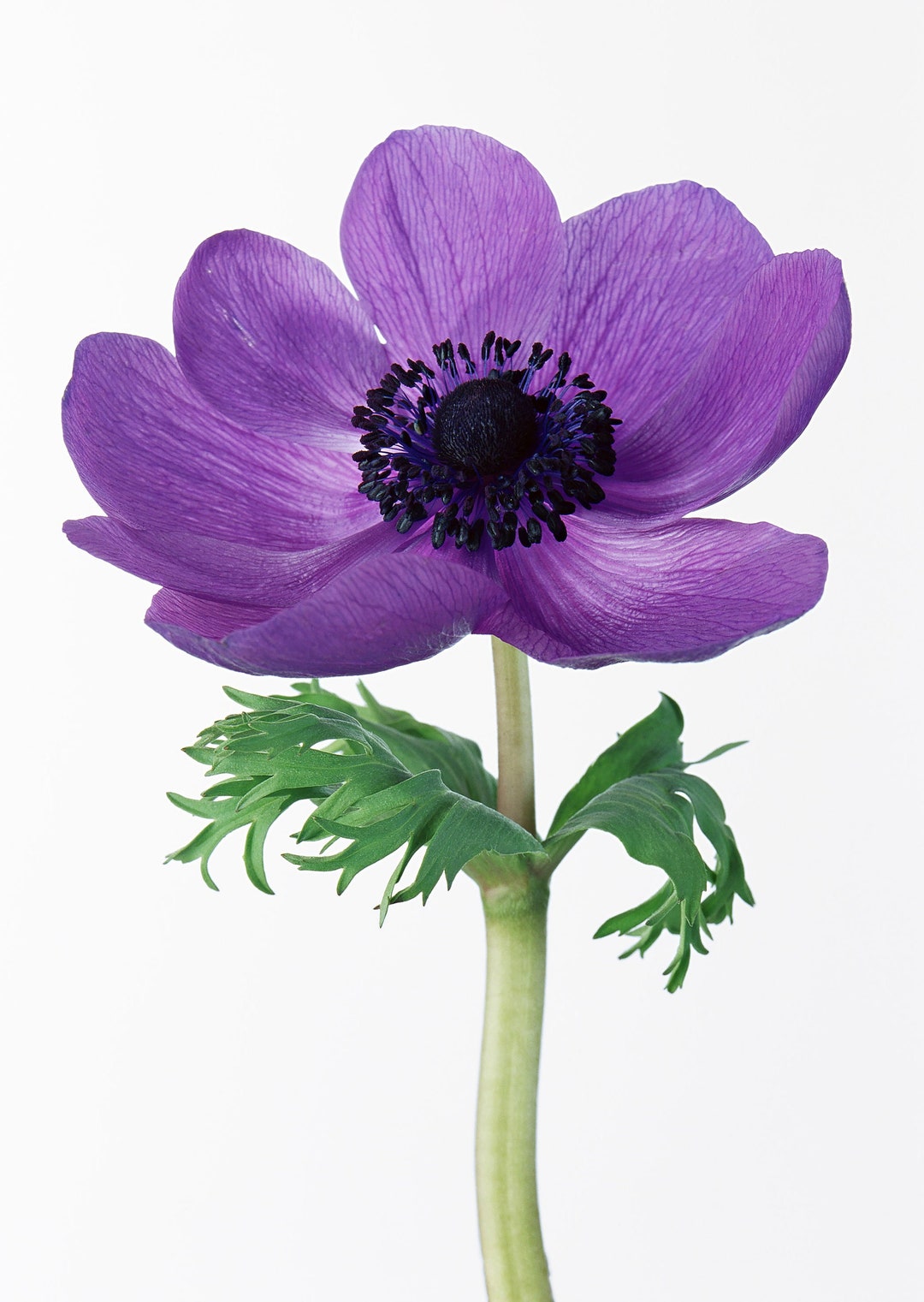 Purple Anemone Cross Stitch Pattern - Etsy