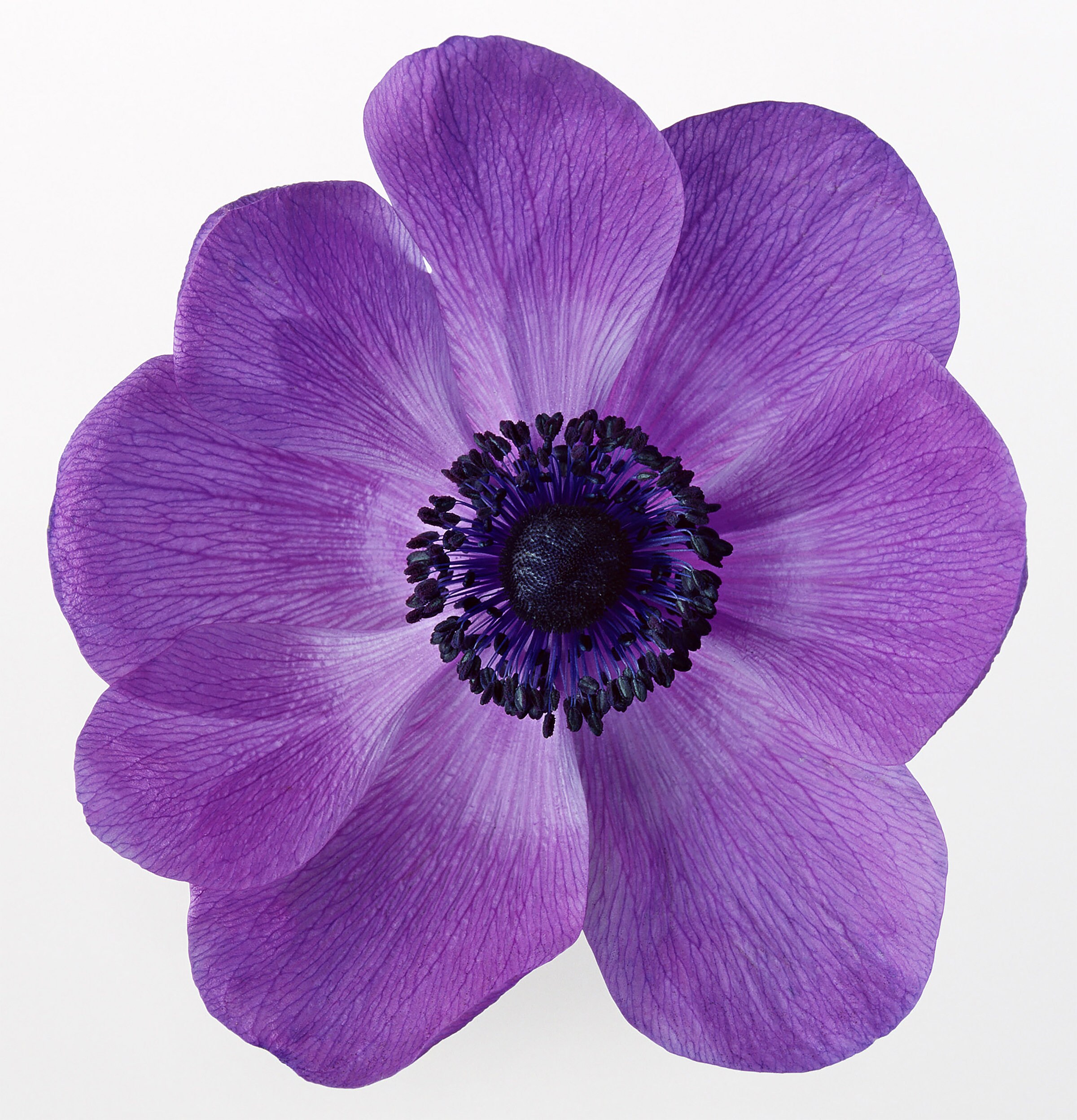 Purple Anemone Cross Stitch Pattern - Etsy