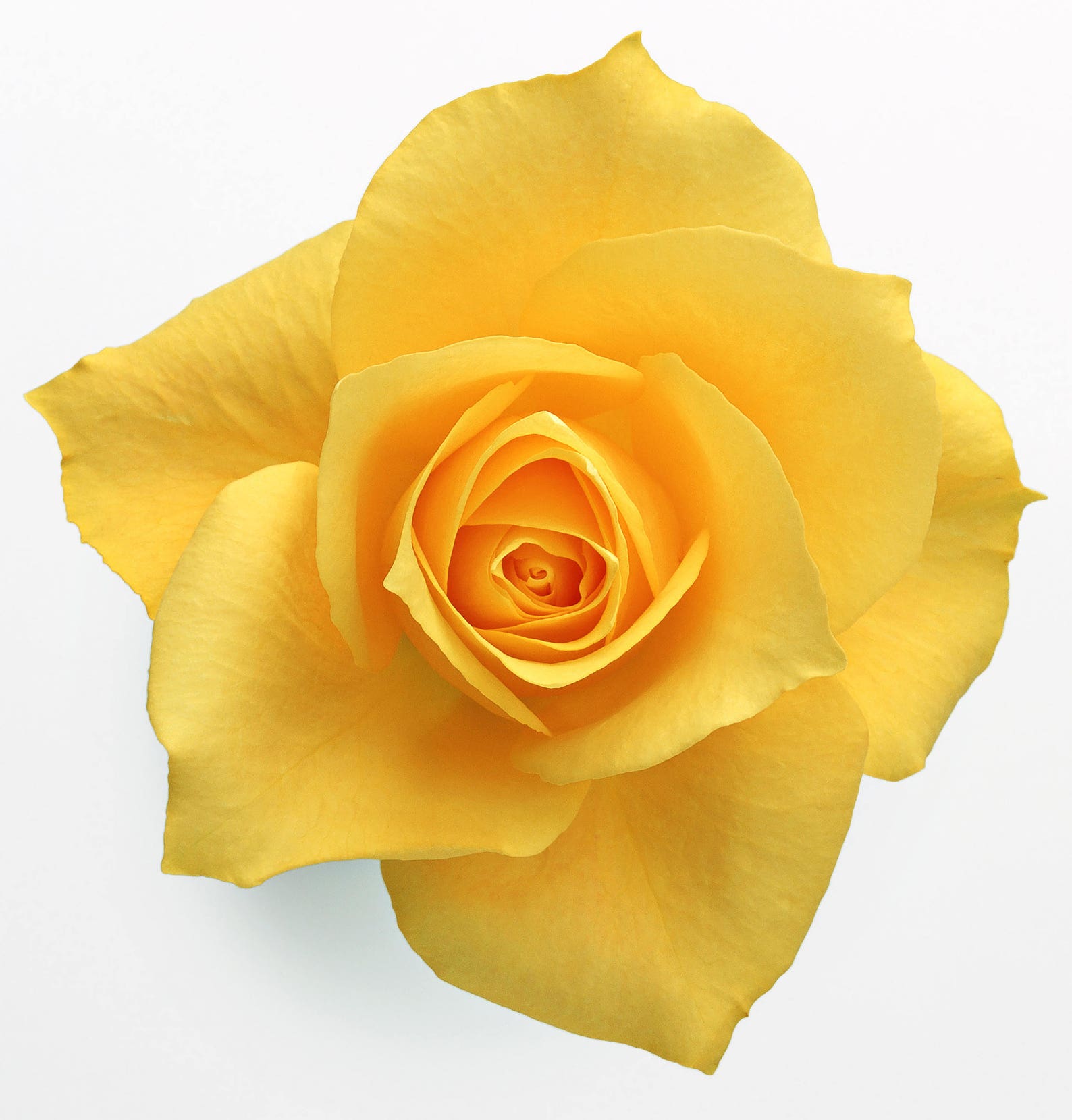 Yellow Rose Cross Stitch Pattern - Etsy