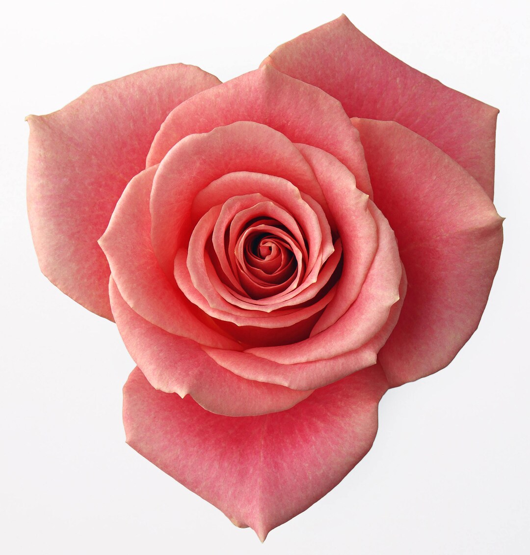 Pink Rose Bud Cross Stitch Pattern - Etsy