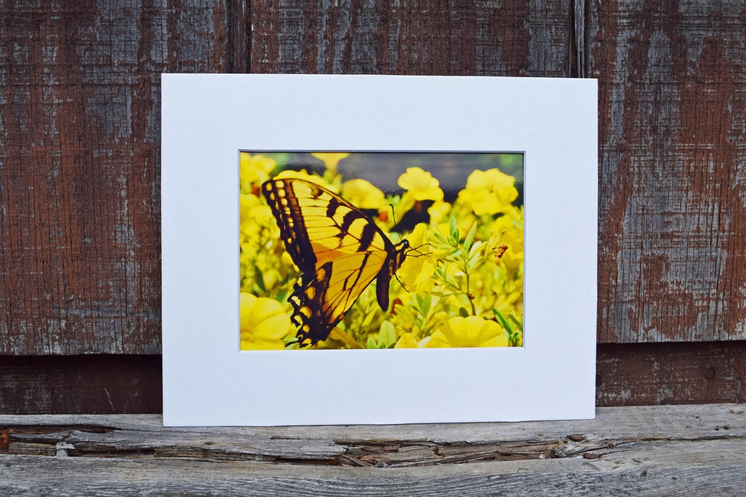 Tiger Swallowtail Print #2 - Etsy