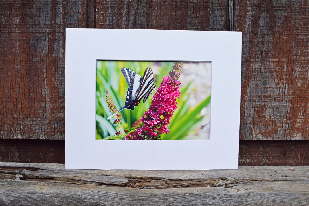 Zebra Swallowtail Print #3 - Etsy
