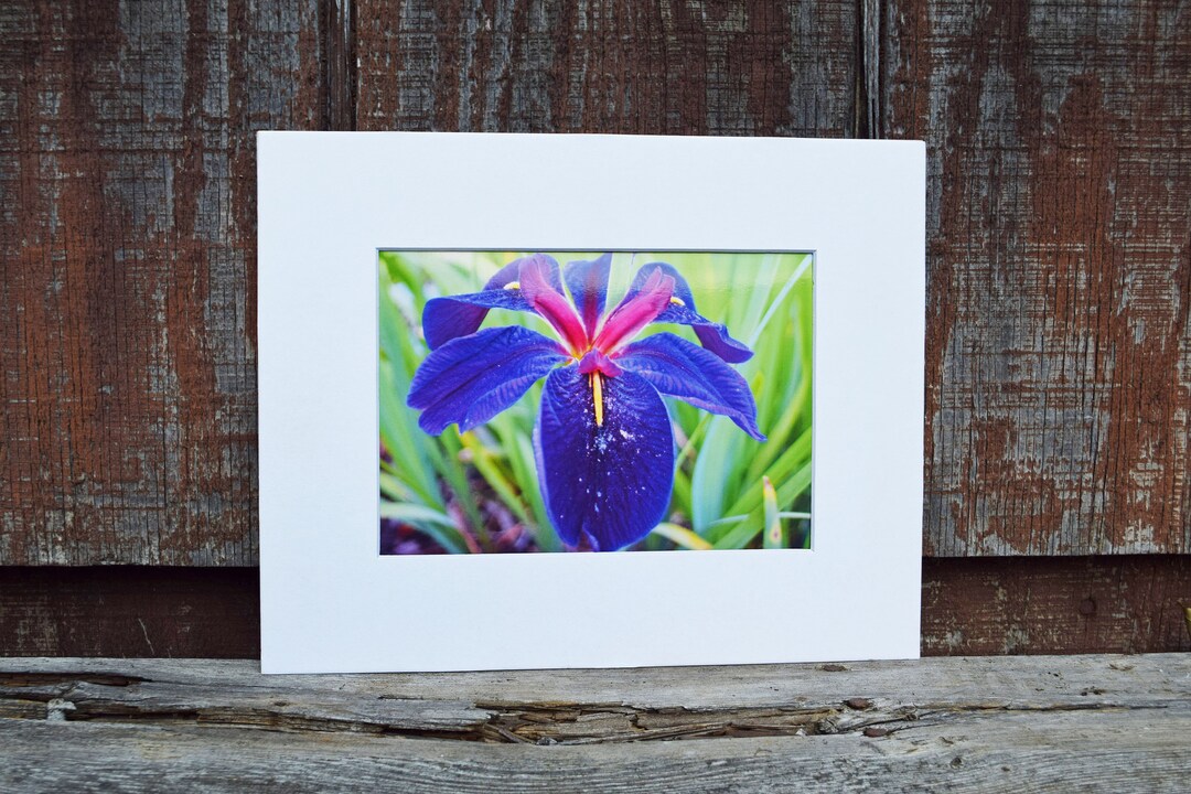 Purple/black Iris Print - Etsy