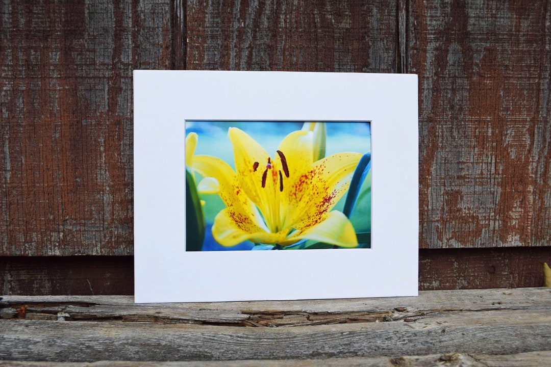 Gold Nugget Lily Print - Etsy