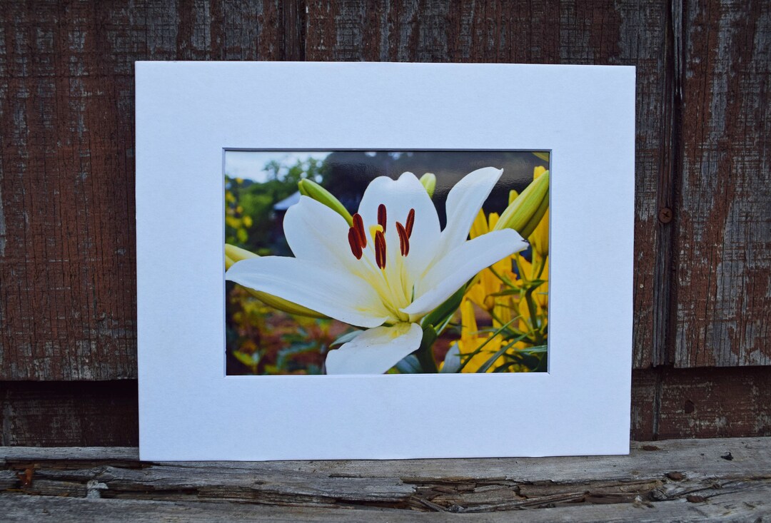 White Lily Print - Etsy
