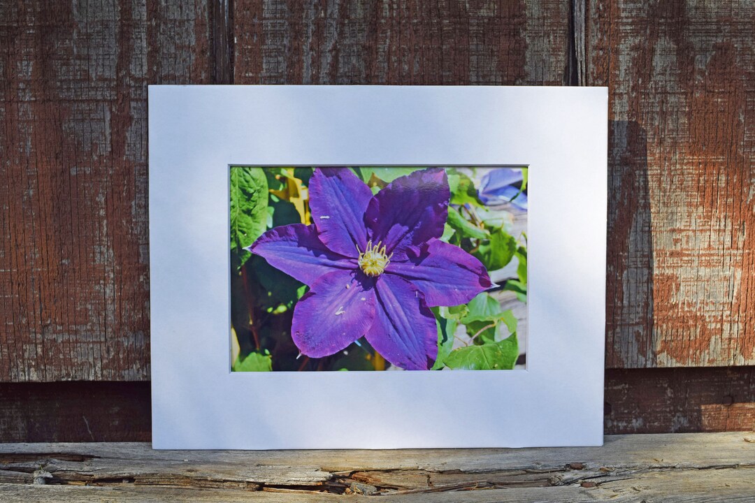 Purple Clematis Print - Etsy