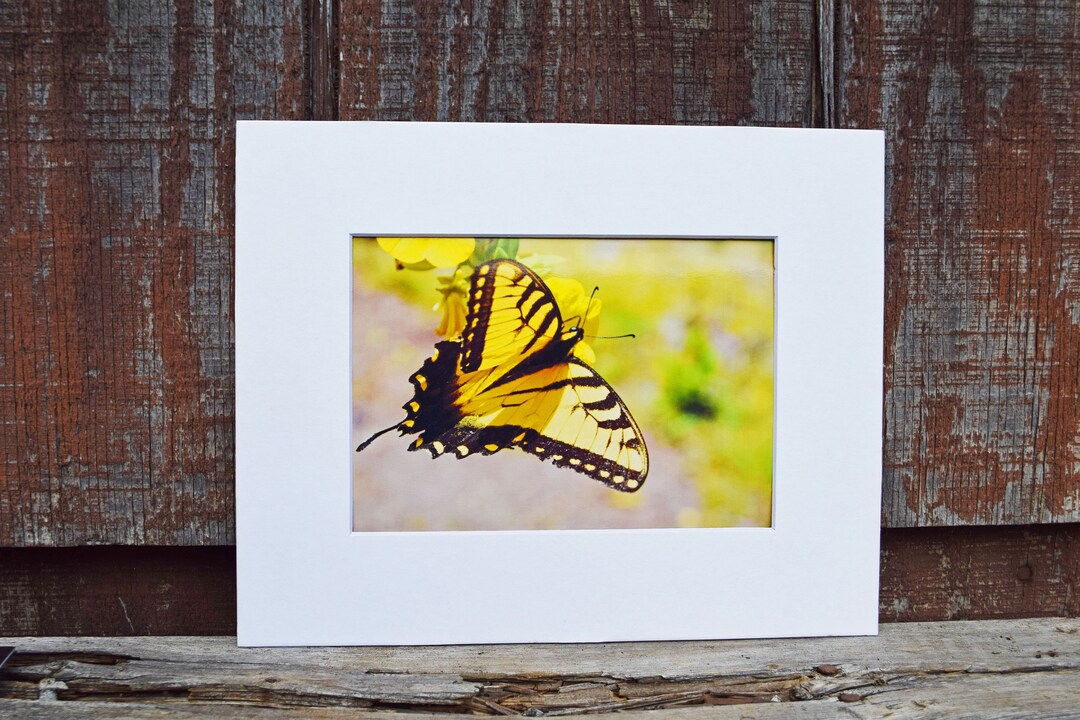Tiger Swallowtail Print - Etsy