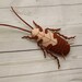 Cockroach Realistic Figure Felted American Cockroach Insect Figure Felt ...