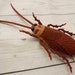 Cockroach Realistic Figure Felted American Cockroach Insect Figure Felt ...