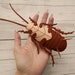 Cockroach Realistic Figure Felted American Cockroach Insect Figure Felt ...