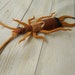 Felted Bug Toy Realistic Bugs Toys From Felt Realistic Earwig - Etsy